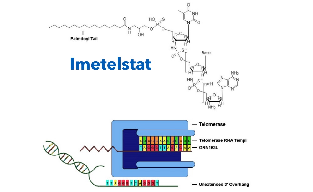 BIOTECH (26) – Geron의 Telomerase inhibitor, Imetelstat 임상3상 결과 – BOSTON ...