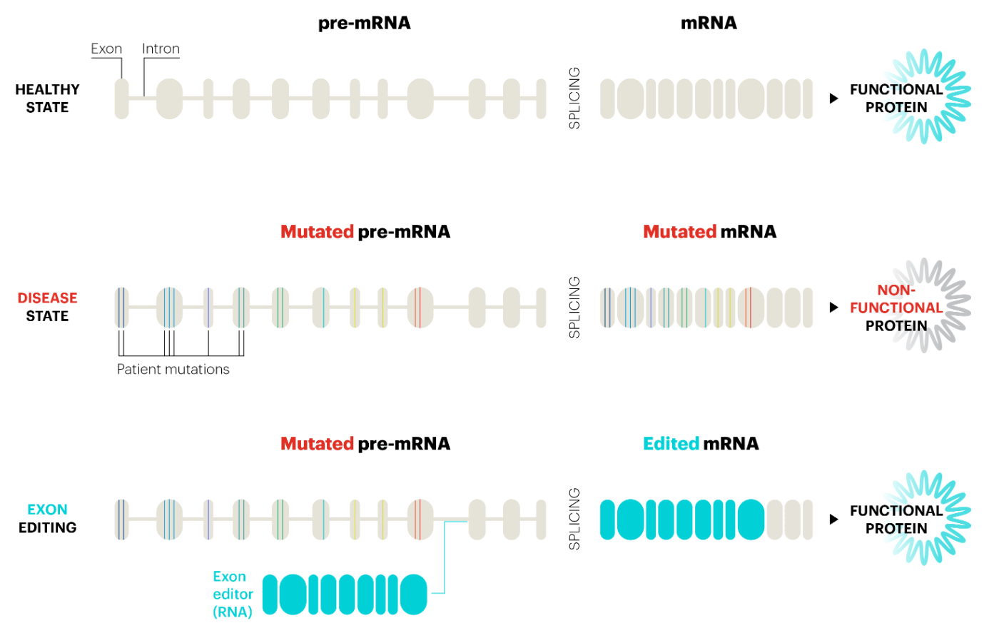 BIOTECH (63) – Ascidian Therapeutics의 RNA Exon Editing or Splicing ...