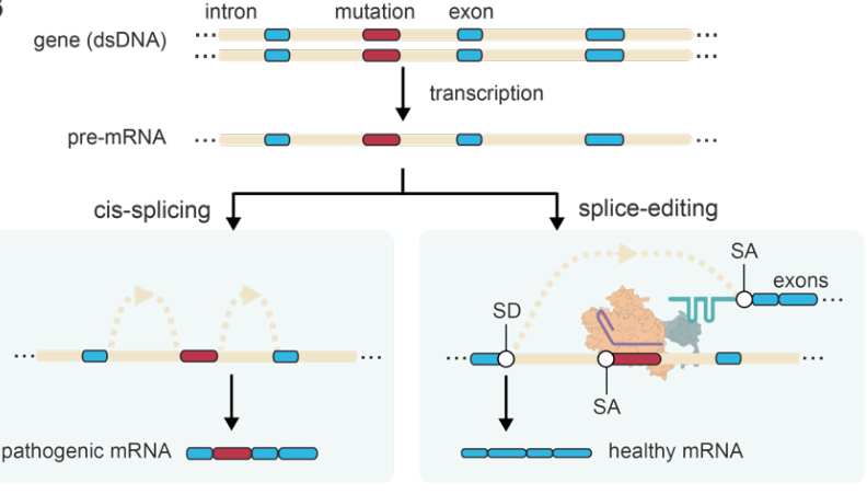 BIOTECH (64) – Amber Bio의 Splicing Editing – BOSTON DR LIM