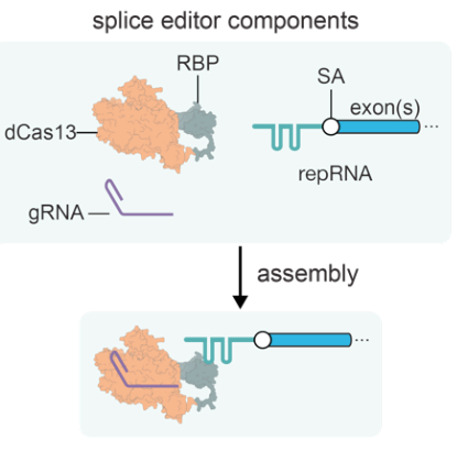 BIOTECH (64) – Amber Bio의 Splicing Editing – BOSTON DR LIM