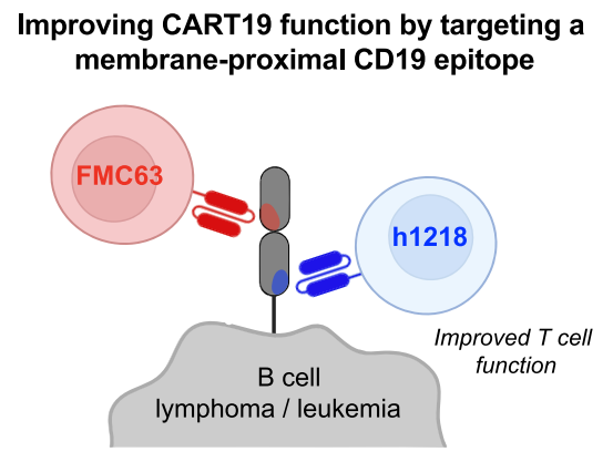 BIOTECH (69) – Abclon AT101 – h1218 CAR-T19 Phase 1 Data – BOSTON DR LIM