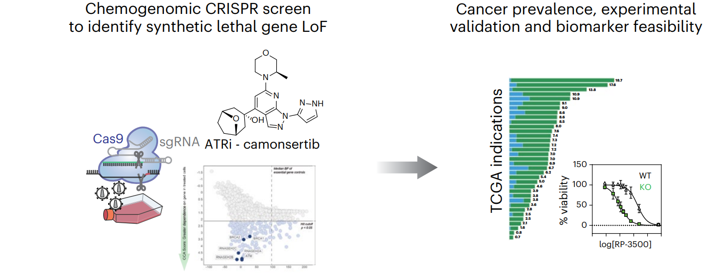 BIOTECH (77) – Repare Therapeutics: Camonsertib (ATR inhibitor ...