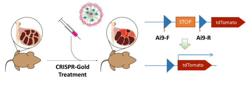 BIOTECH (113) GenEdit: Hydrophilic Polymer Nanoparticle Platform for ...