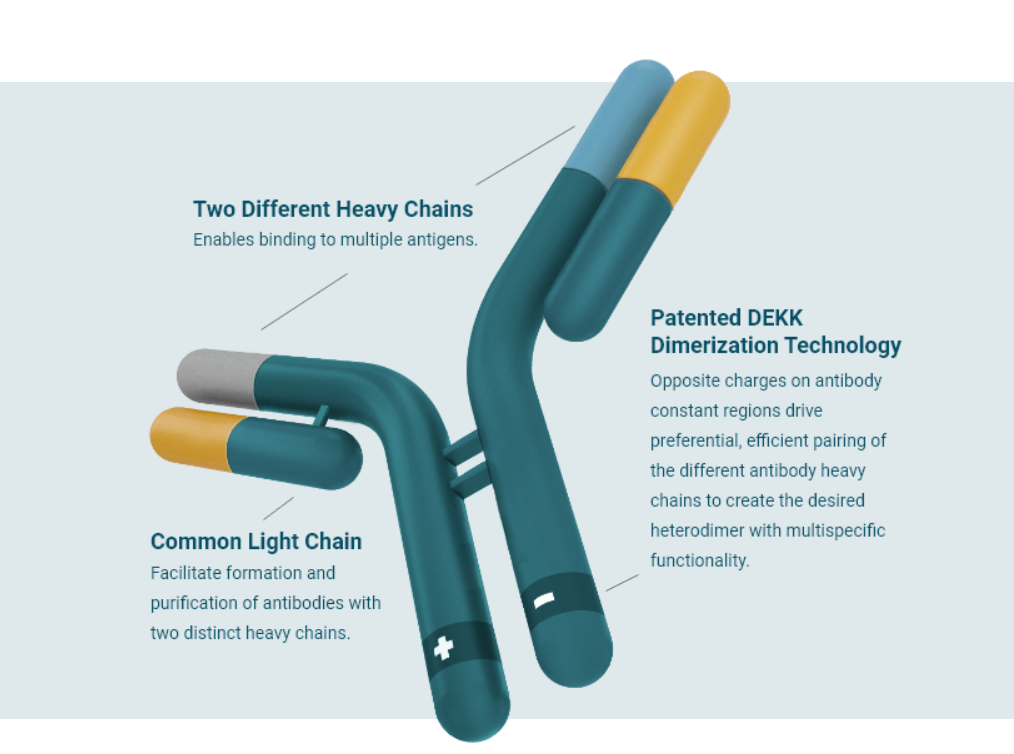 BIOTECH (116) Merus NV: Multispecific T Cell Engagers – BOSTON DR LIM