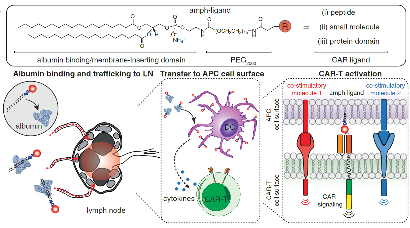 BIOTECH (102) Elicio Therapeutics: Albumin-Hitchhiking Vaccine ...